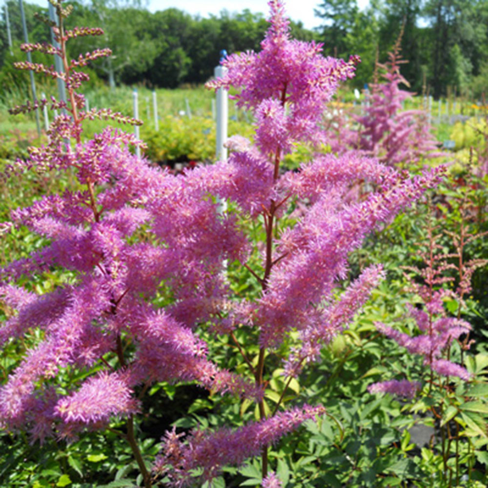 Astilbe x arendsii 'Amethyst' - Horsford Gardens and Nursery