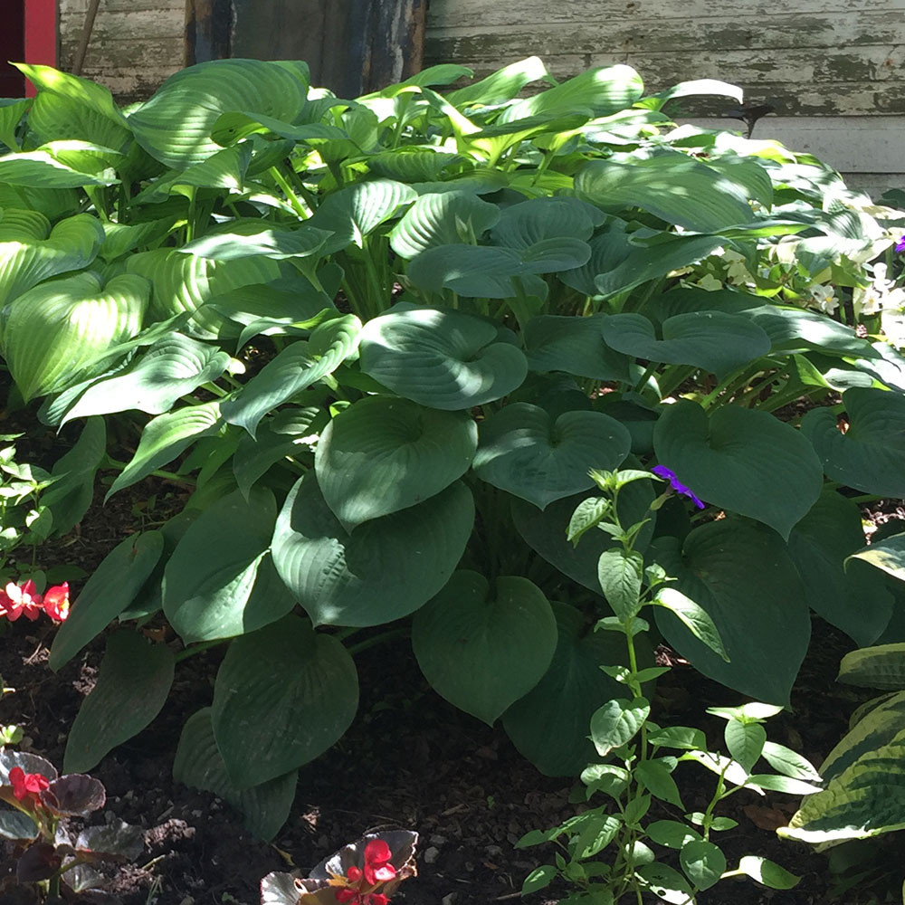 Hosta 'Candy Hearts' - Horsford Gardens and Nursery