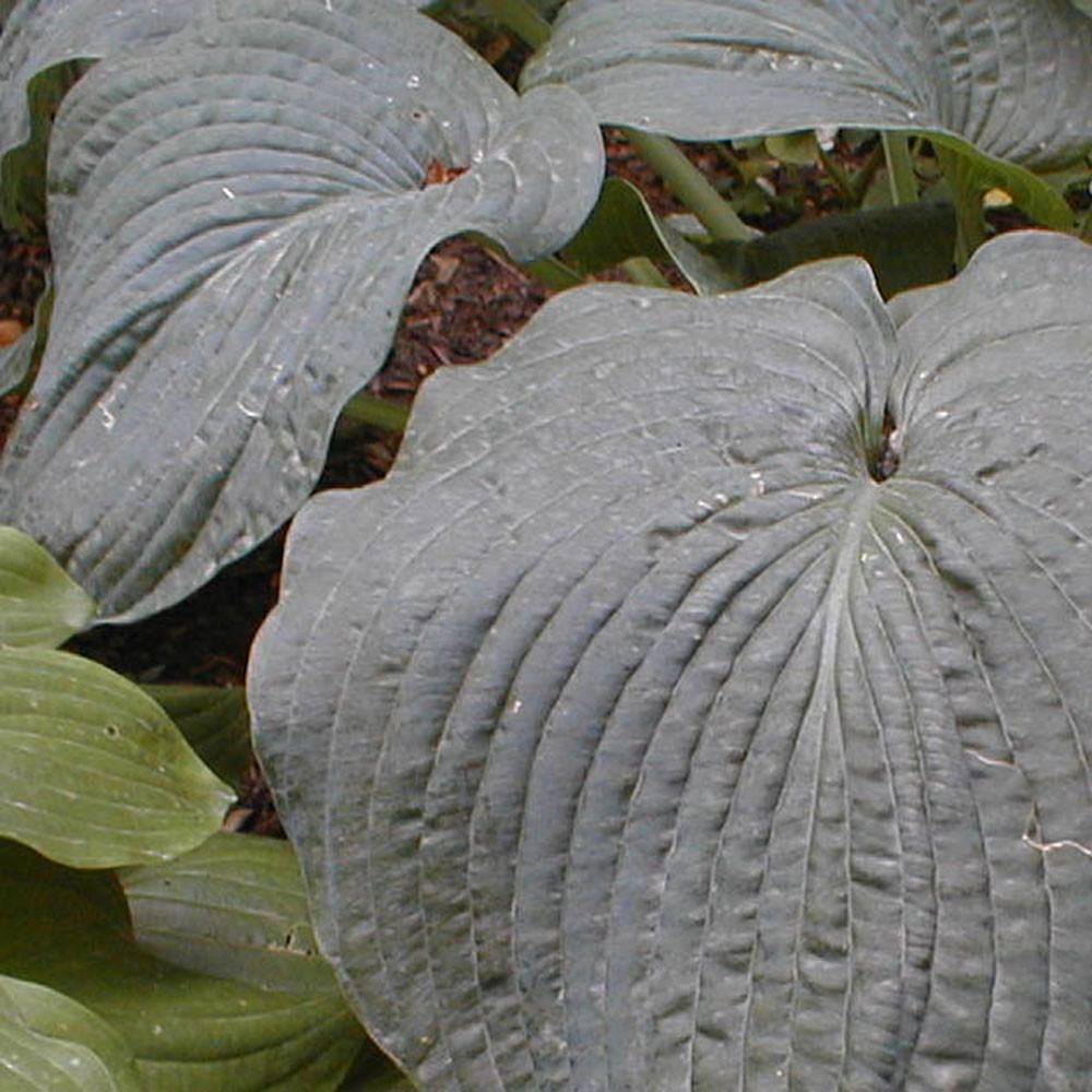 Hosta 'Elegans' - Horsford Gardens and Nursery