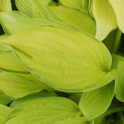 Hosta 'Gold Standard' - Horsford Gardens and Nursery