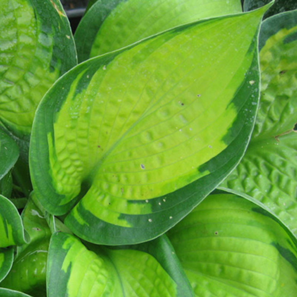 Hosta 'Paradigm' - Horsford Gardens and Nursery