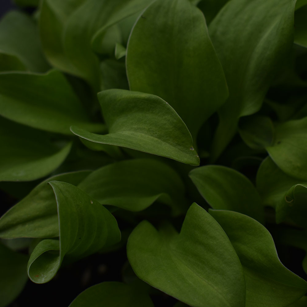 Hosta 'Sun Mouse' - Horsford Gardens and Nursery