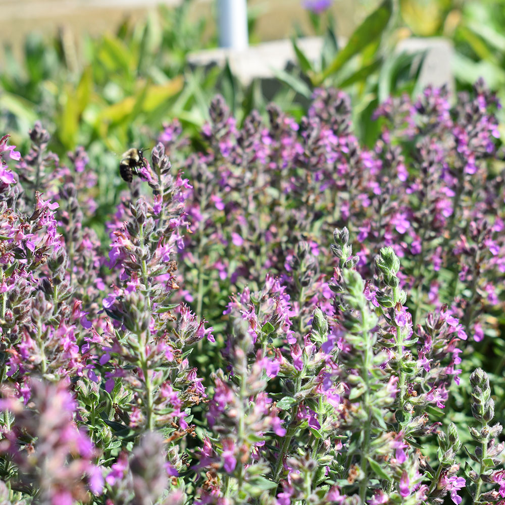 Teucrium chamaedrys - Horsford Gardens and Nursery
