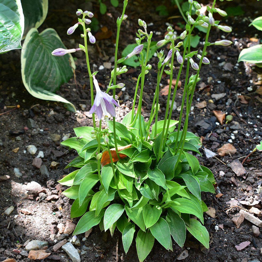 Hosta 'Venusta' - Horsford Gardens and Nursery