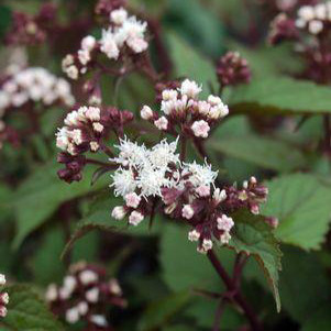 Eupatorium rugosum 'Chocolate' - Horsford Gardens and Nursery