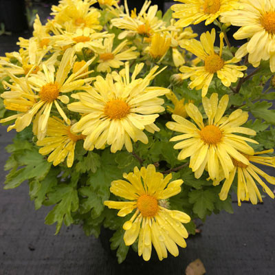 Chrysanthemum 'Mammoth Yellow Quill' - Horsford Gardens and Nursery