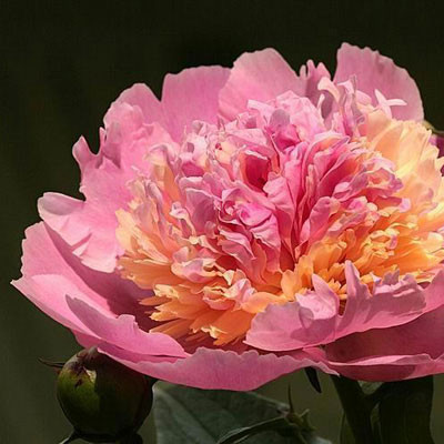 Paeonia 'Raspberry Sundae' - Horsford Gardens and Nursery