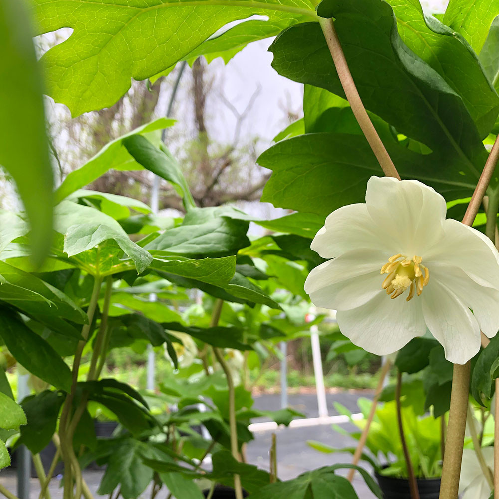 Podophyllum peltatum - Horsford Gardens and Nursery