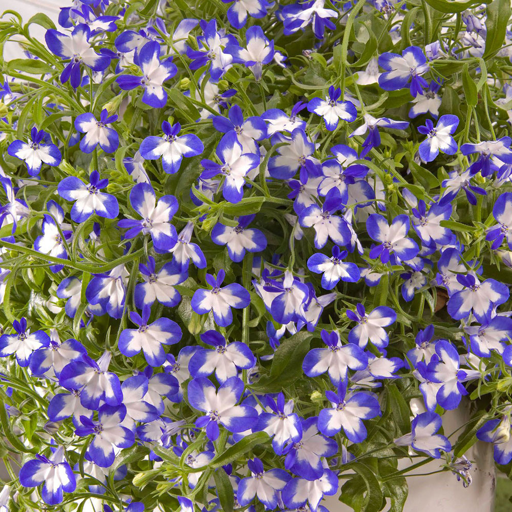 Lobelia White