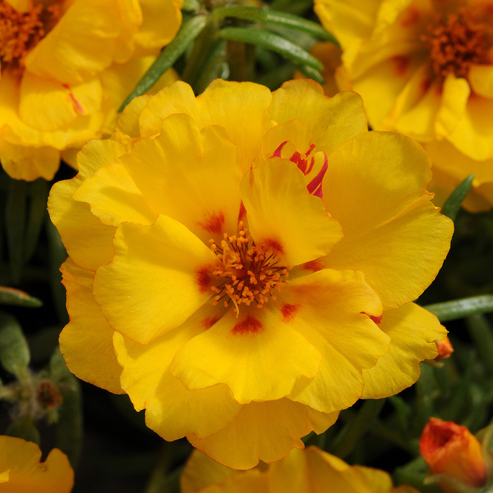 Deep Red Portulaca