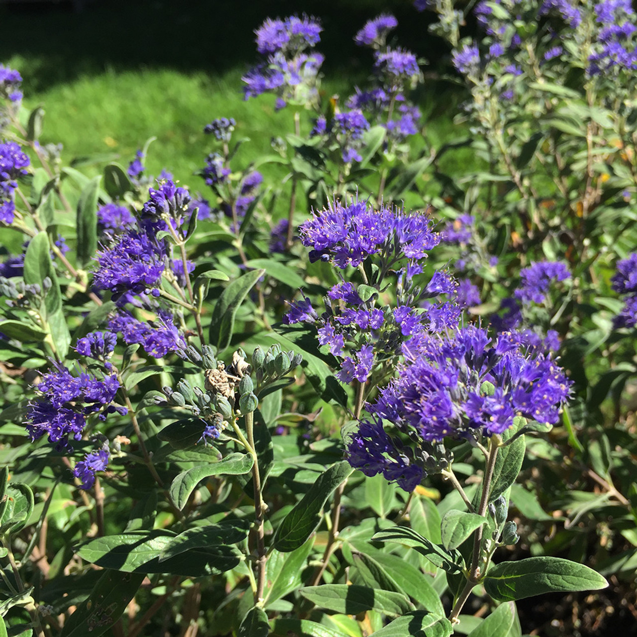Caryopteris x 'Dark Knight' - Horsford Gardens and Nursery
