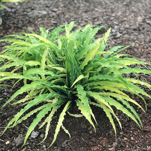 Hosta 'Curly Fries' - Horsford Gardens and Nursery