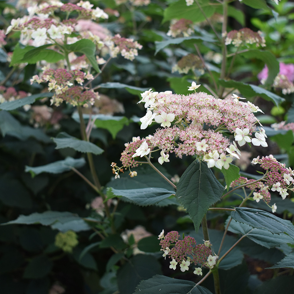 Hydrangea arborescens 'Pinky Pollen Ring' - Horsford Gardens and Nursery