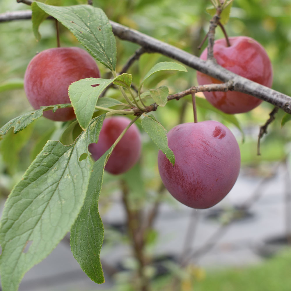 Prunus x 'Waneta' - Horsford Gardens and Nursery
