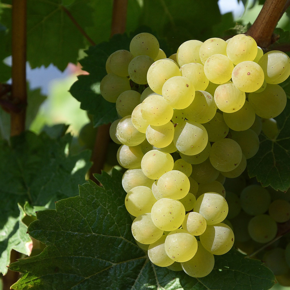 Vitis x 'Edelweiss' - Horsford Gardens and Nursery