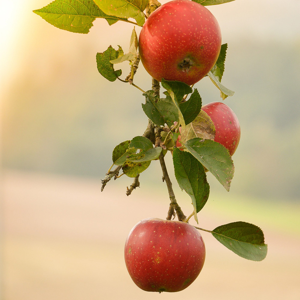 Malus 'Whitney' - Horsford Gardens and Nursery