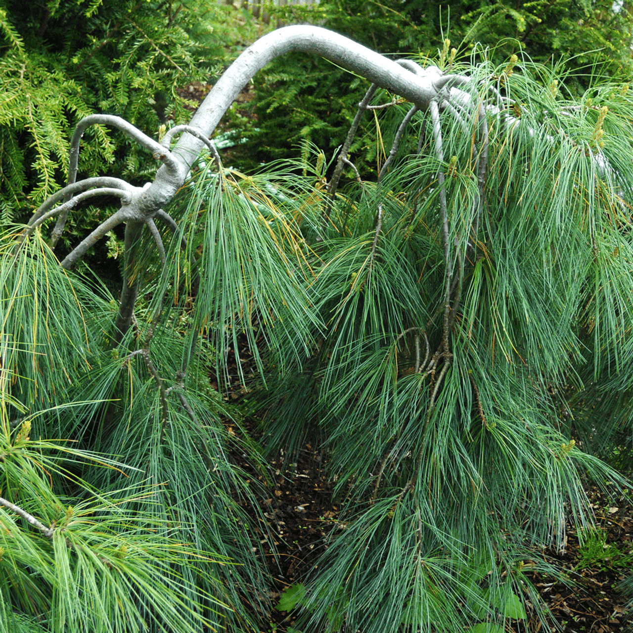 Pinus Strobus Pendula Horsford Gardens And Nursery
