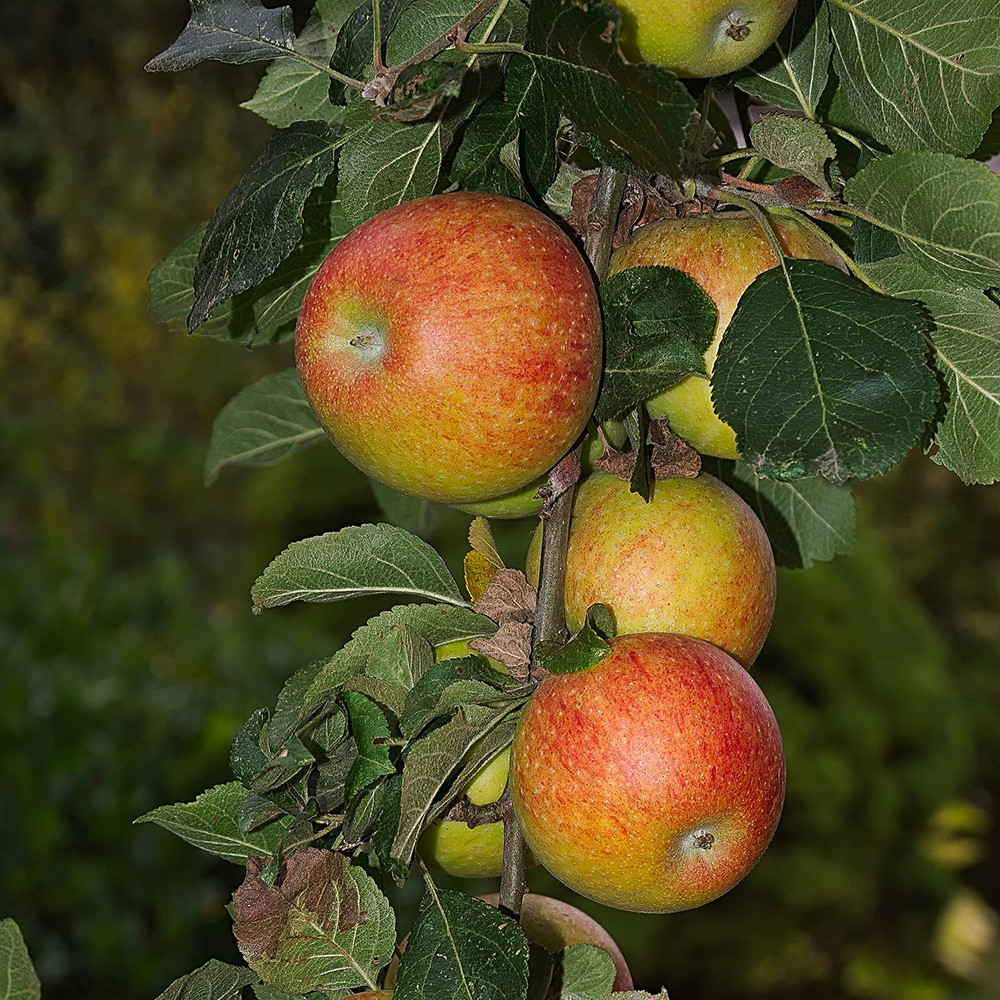 Malus domestica 'Blushing Delight' - Horsford Gardens and Nursery