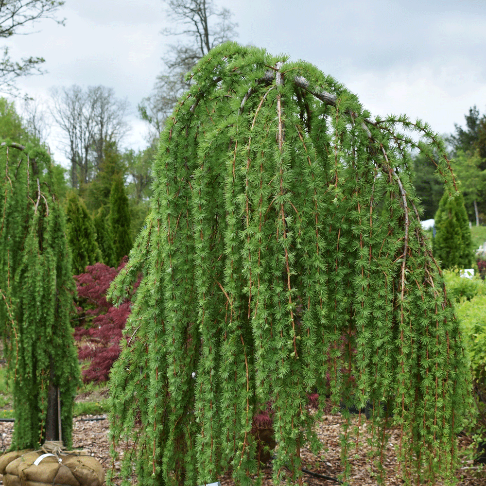 Larix decidua 'Pendula' - Horsford Gardens and Nursery