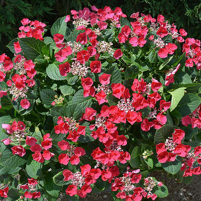 Hydrangea macrophylla 'Cherry Explosion' - Horsford Gardens and Nursery