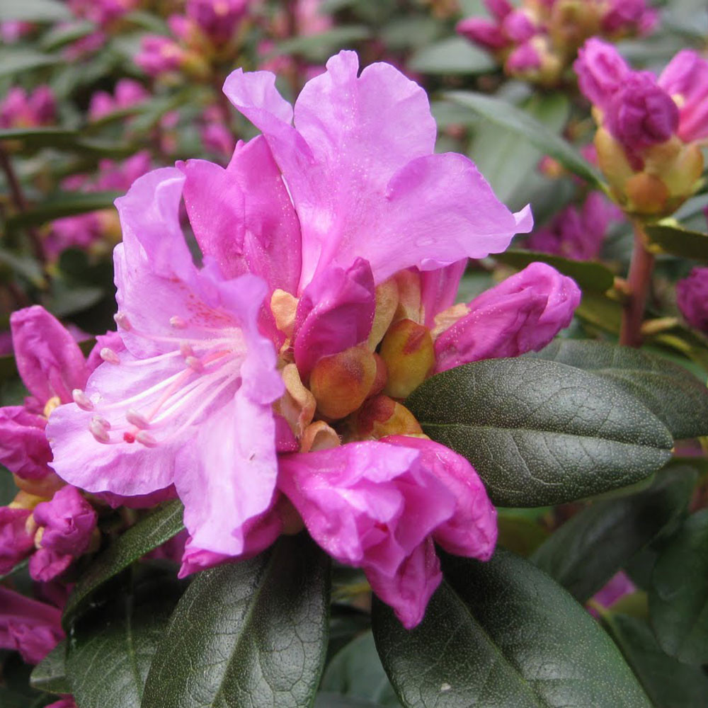 Rhododendron 'PJM Elite' - Horsford Gardens and Nursery