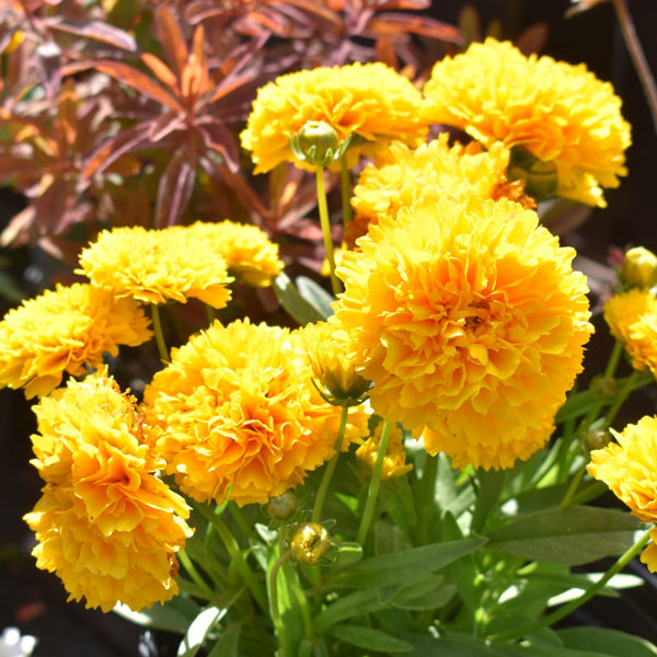 Coreopsis Solanna 'Golden Sphere' - Horsford Gardens and Nursery