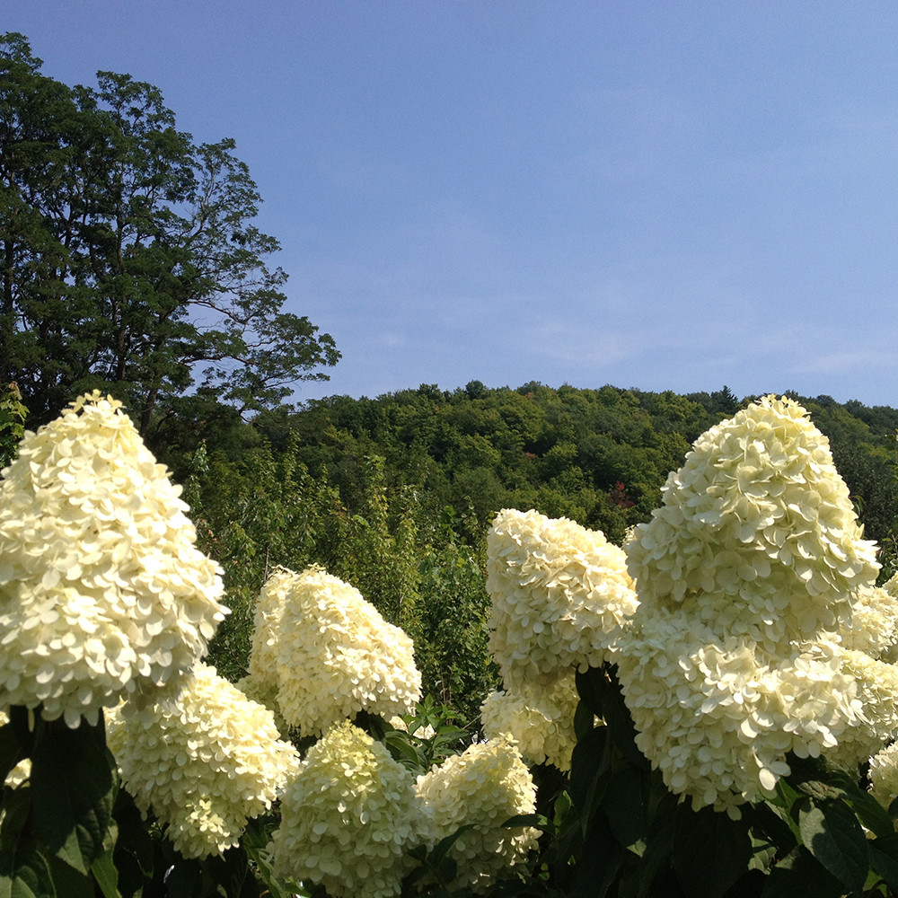 Hydrangea paniculata 'Limelight' (Treeform) - Horsford Gardens and Nursery