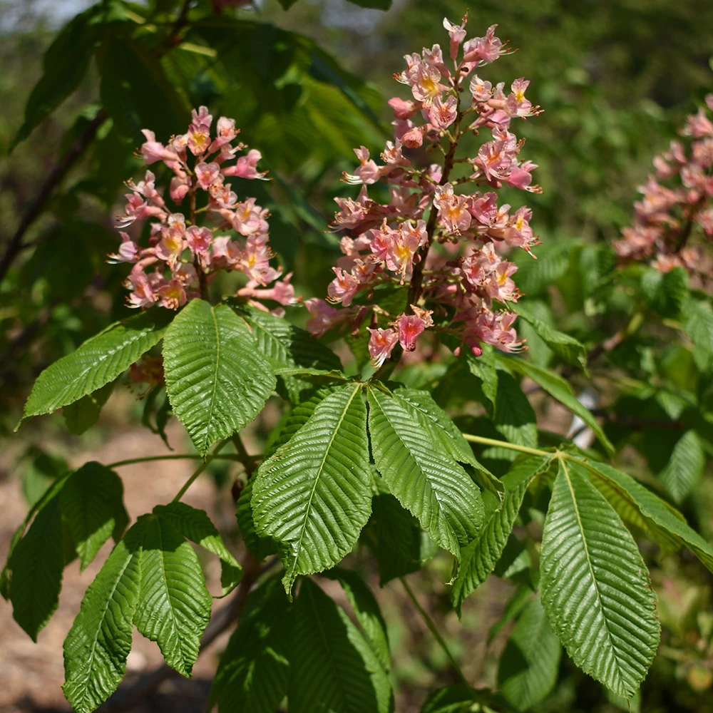 Aesculus Hippocastanum