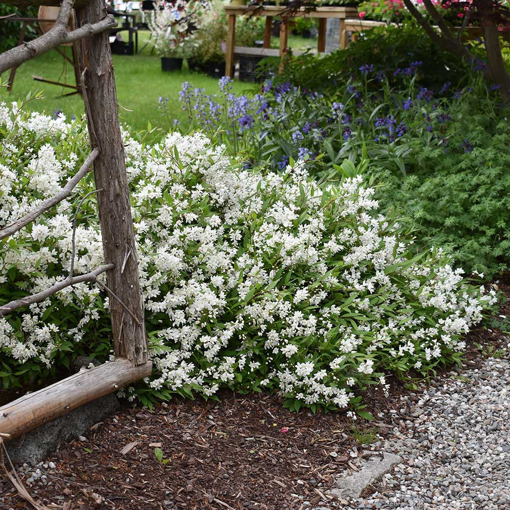 Deutzia gracilis 'Nikko' - Horsford Gardens and Nursery