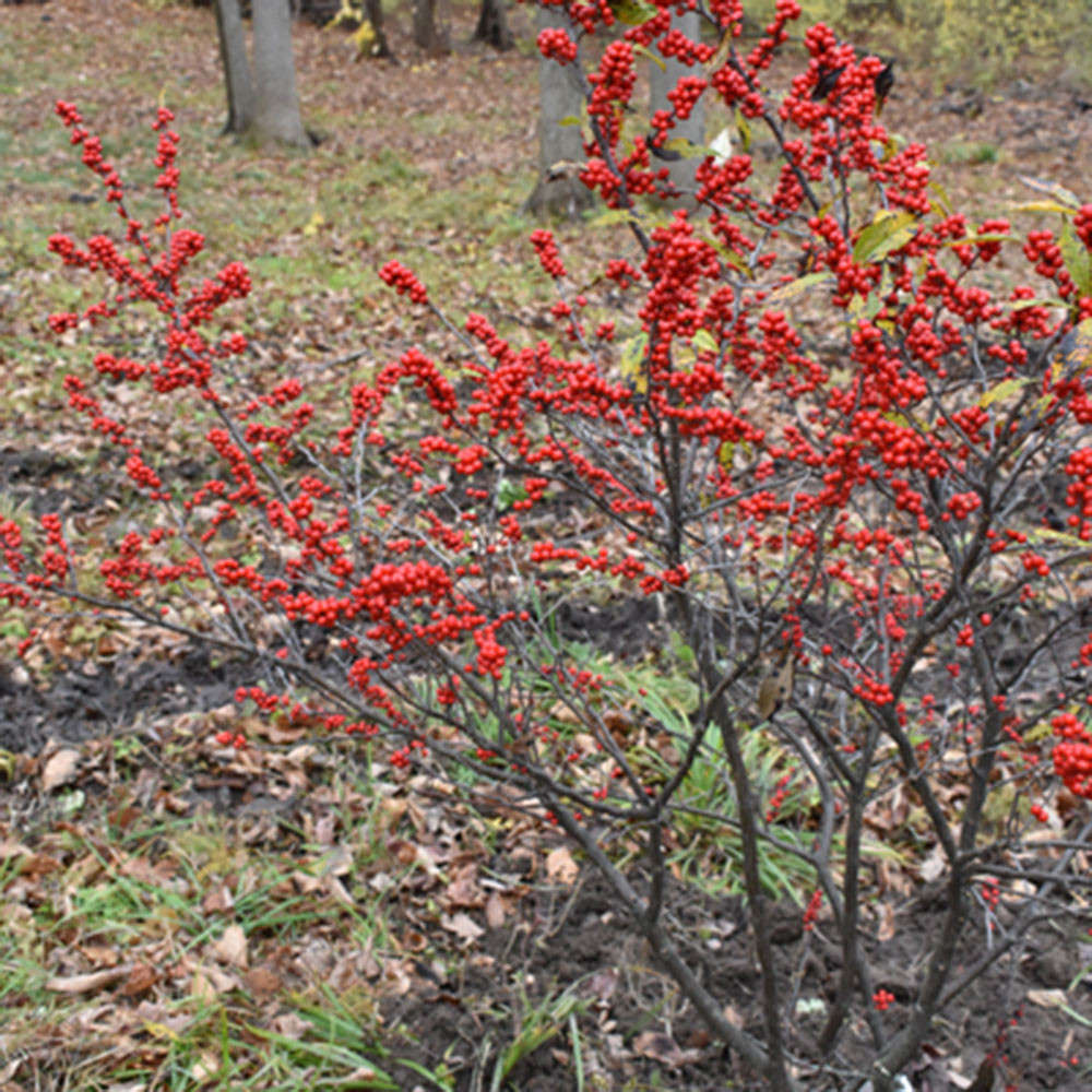 Ilex verticillata 'Winter Red' - Horsford Gardens and Nursery