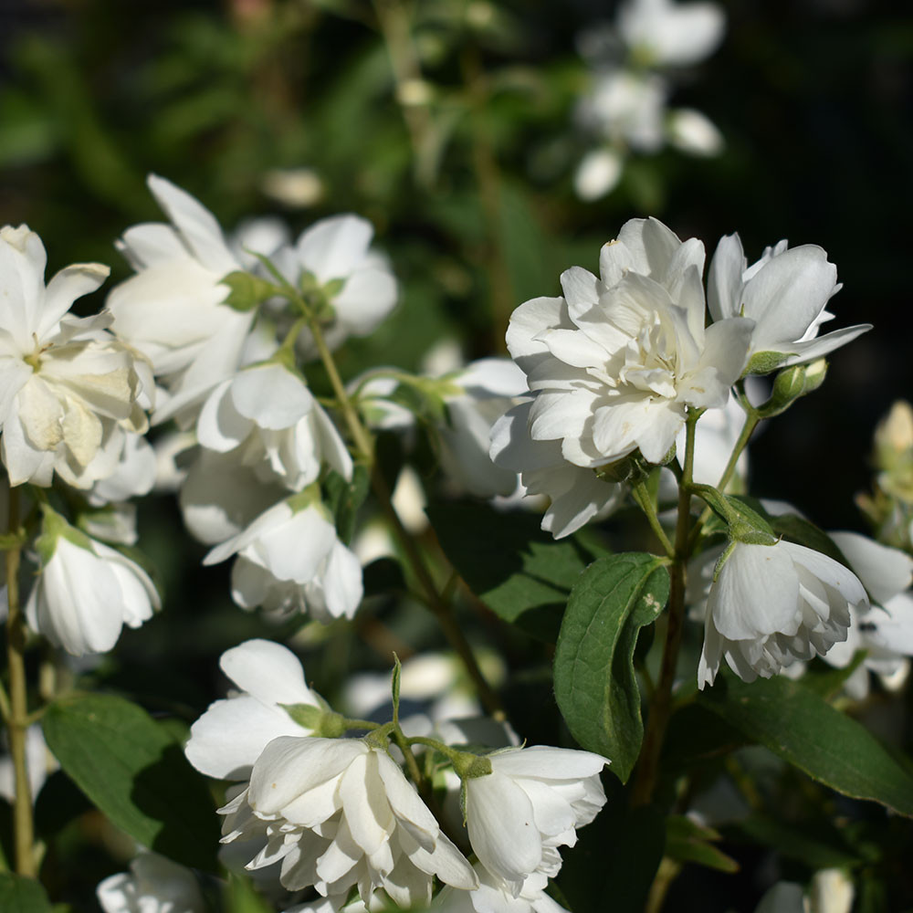 Philadelphus x 'Snowbelle' - Horsford Gardens and Nursery