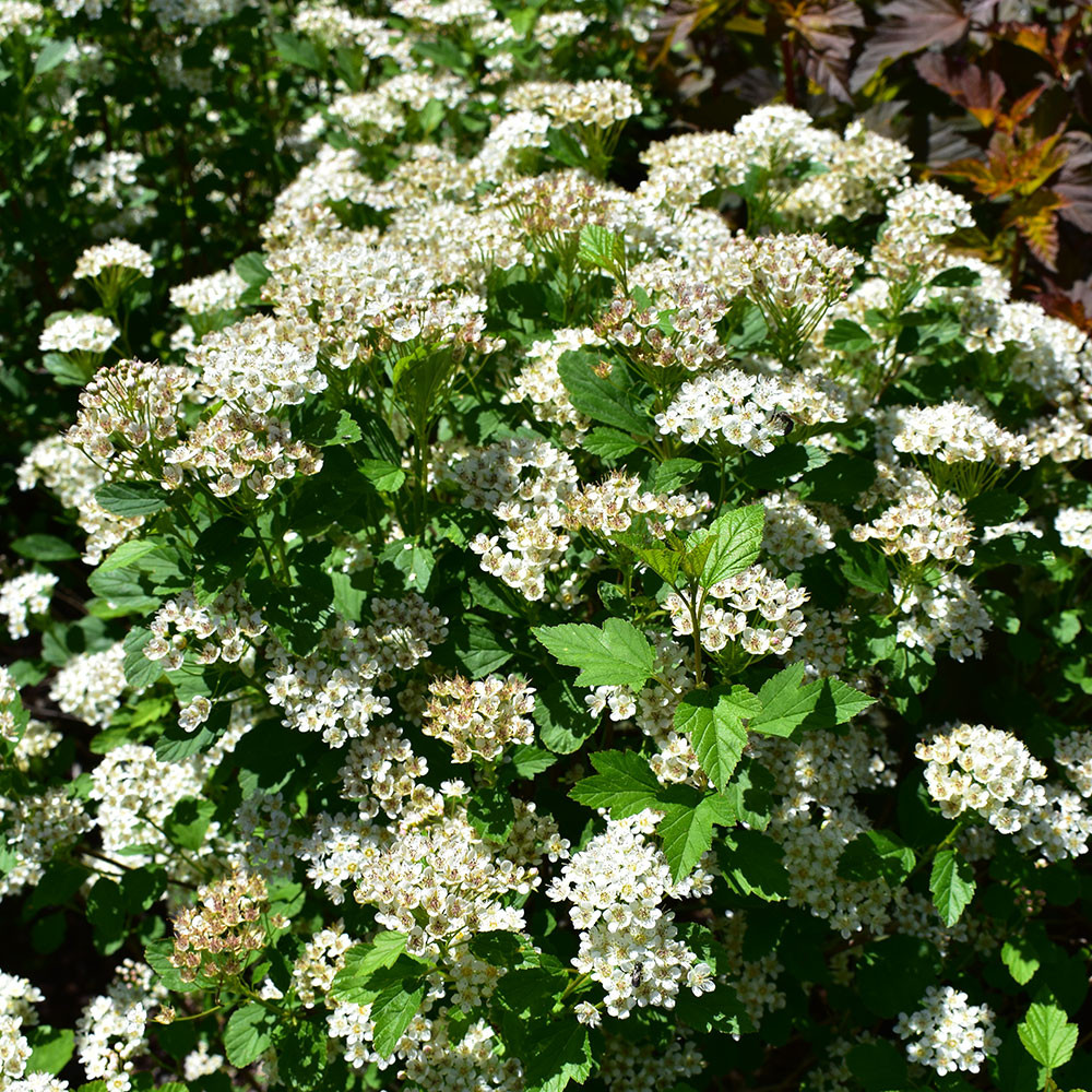 Physocarpus opulifolius 'Nanus' - Horsford Gardens and Nursery
