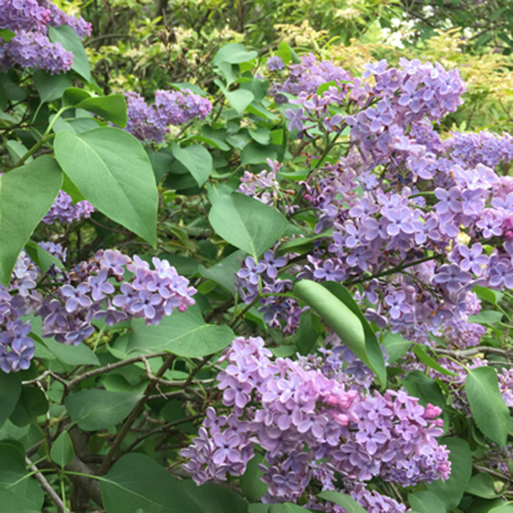 Syringa vulgaris - Horsford Gardens and Nursery