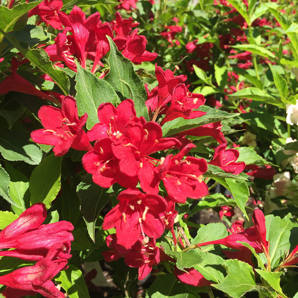 Weigela florida 'Red Prince' - Horsford Gardens and Nursery