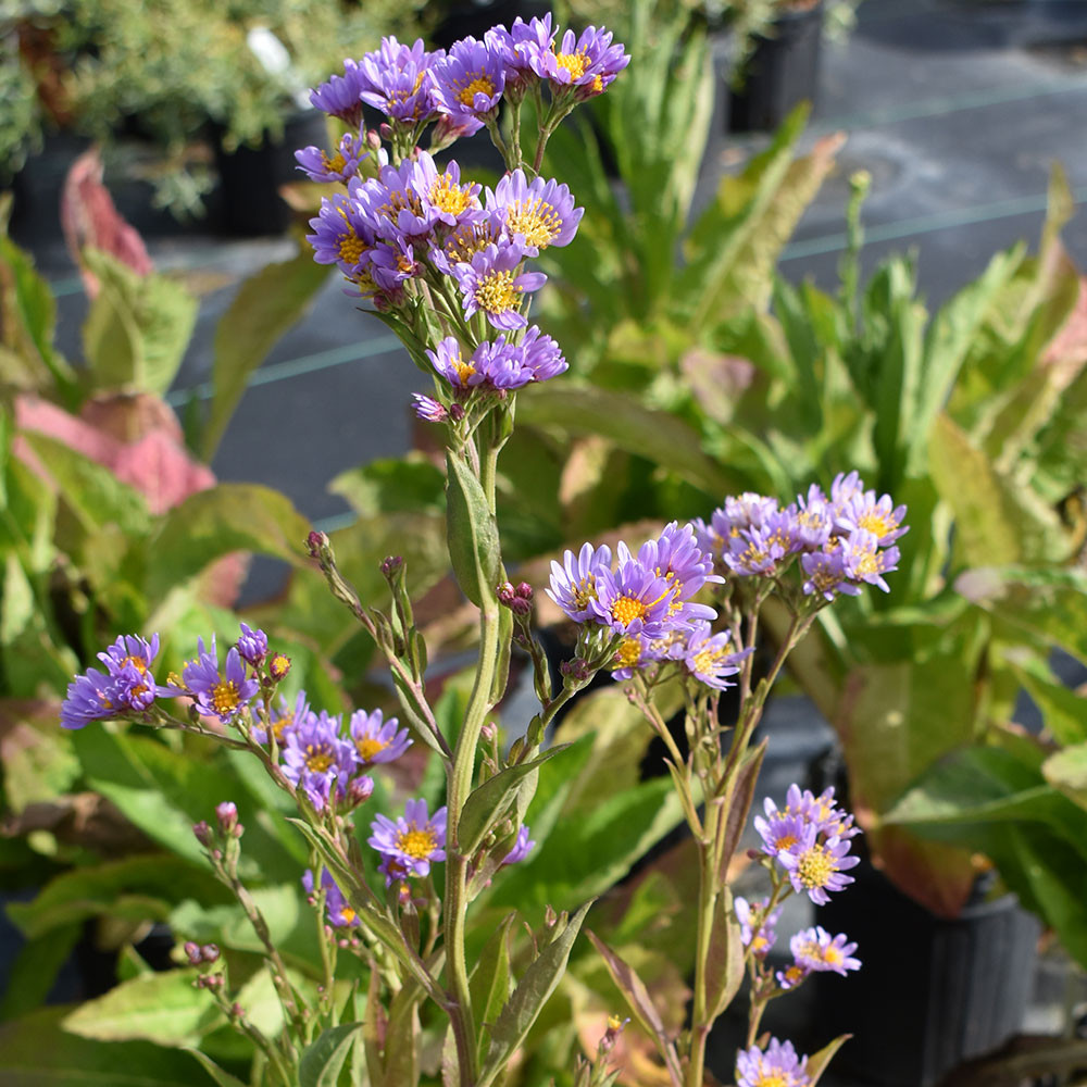 Aster tataricus 'Jindai' - Horsford Gardens and Nursery