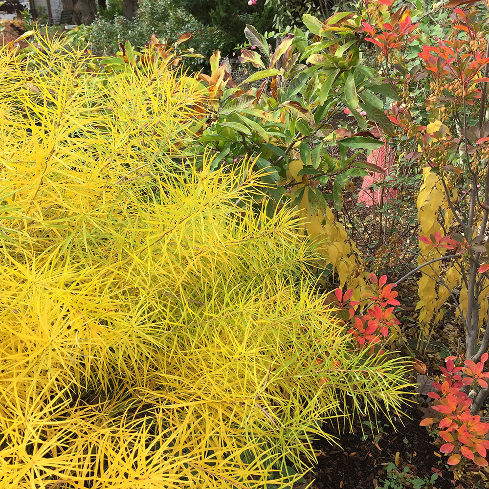 Amsonia hubrichtii - Horsford Gardens and Nursery