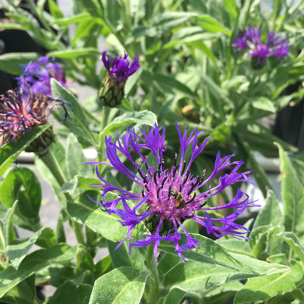 Centaurea