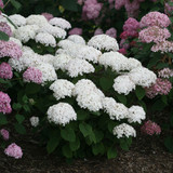 Hydrangea arborescens 'Invincibelle Lace' - Horsford Gardens and Nursery