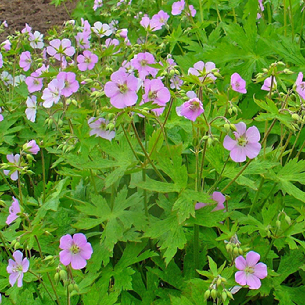 Geranium 'Raven' - Horsford Gardens and Nursery