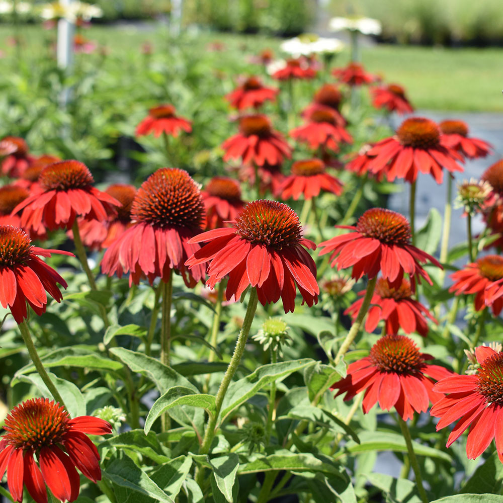 Coneflower