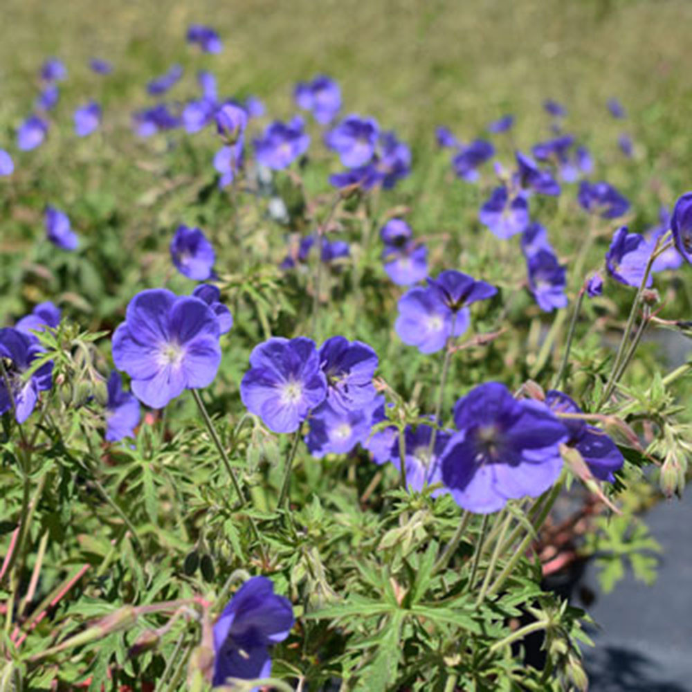 Geranium 'Raven' - Horsford Gardens and Nursery