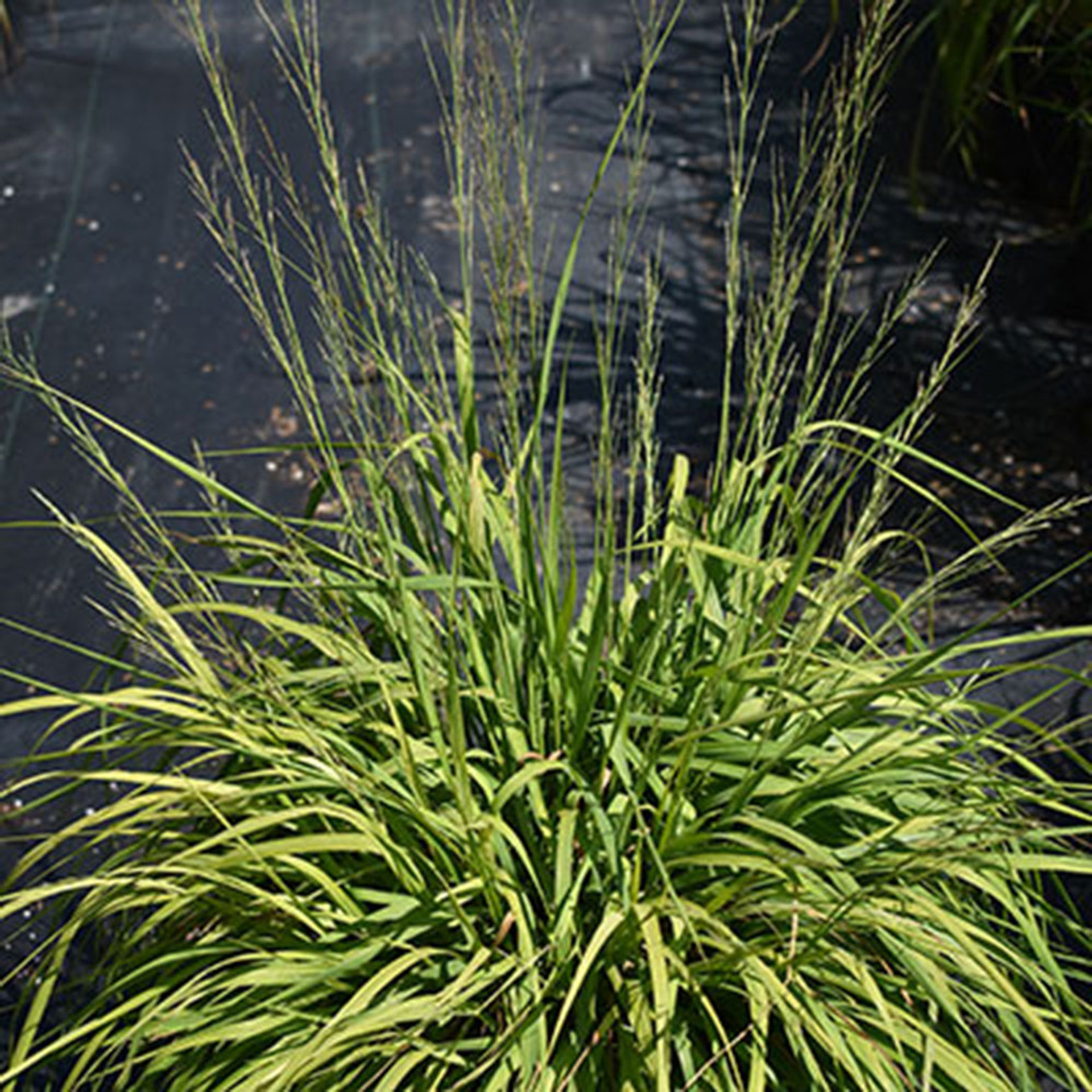 Grass Purple Moor