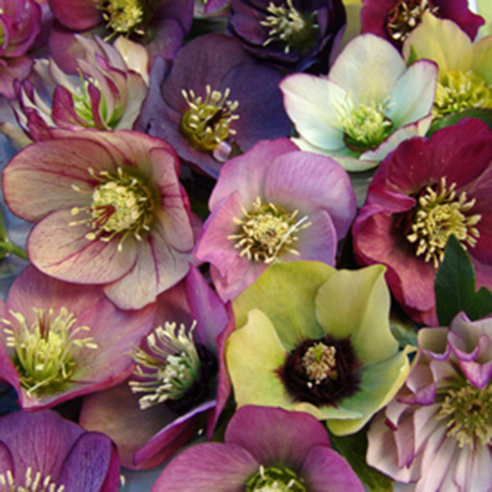Helleborus x hybridus 'Tutu' - Horsford Gardens and Nursery