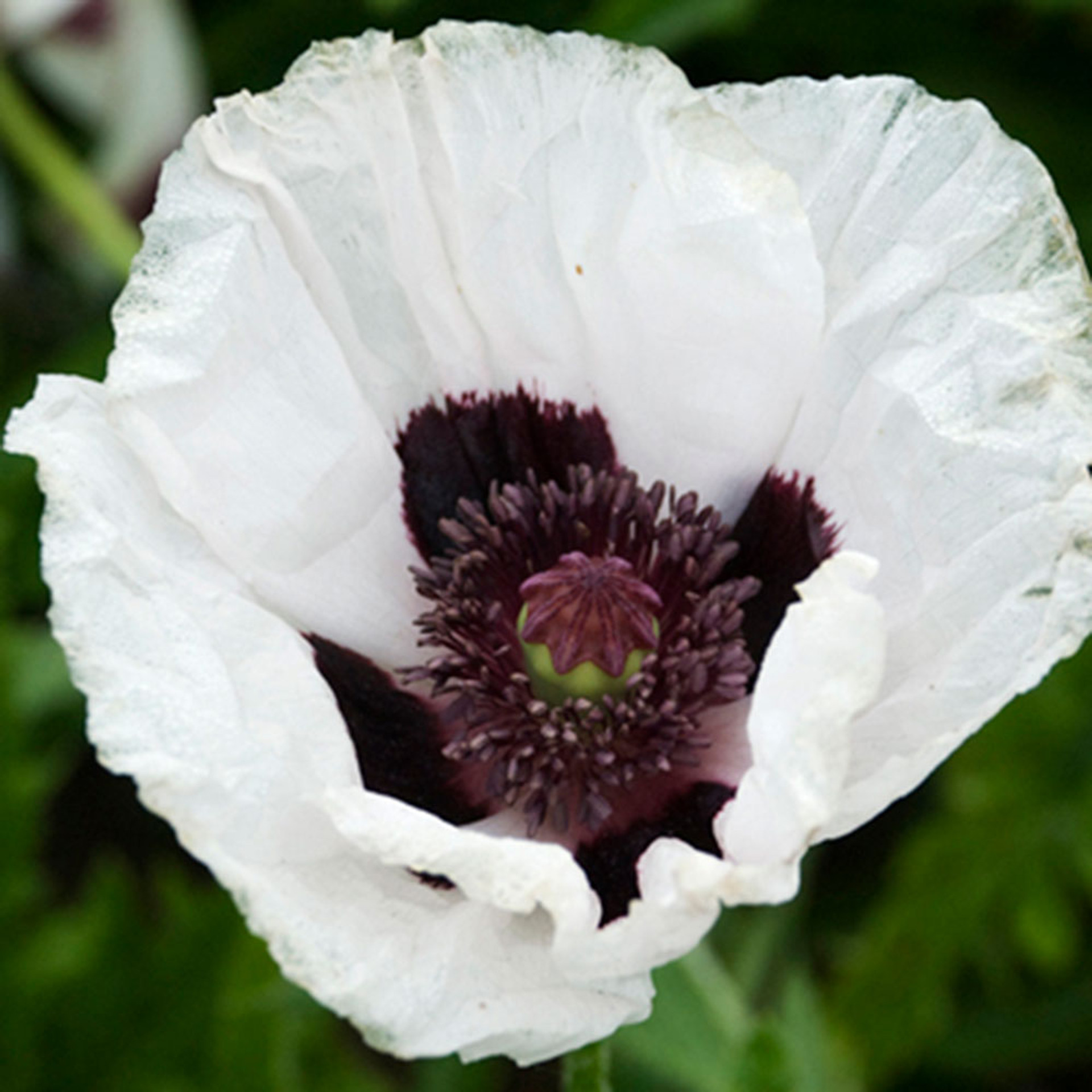 Papaver orientale 'Royal Wedding' - Horsford Gardens and Nursery Papaver orientale 'Royal Wedding' - Horsford Gardens and Nursery