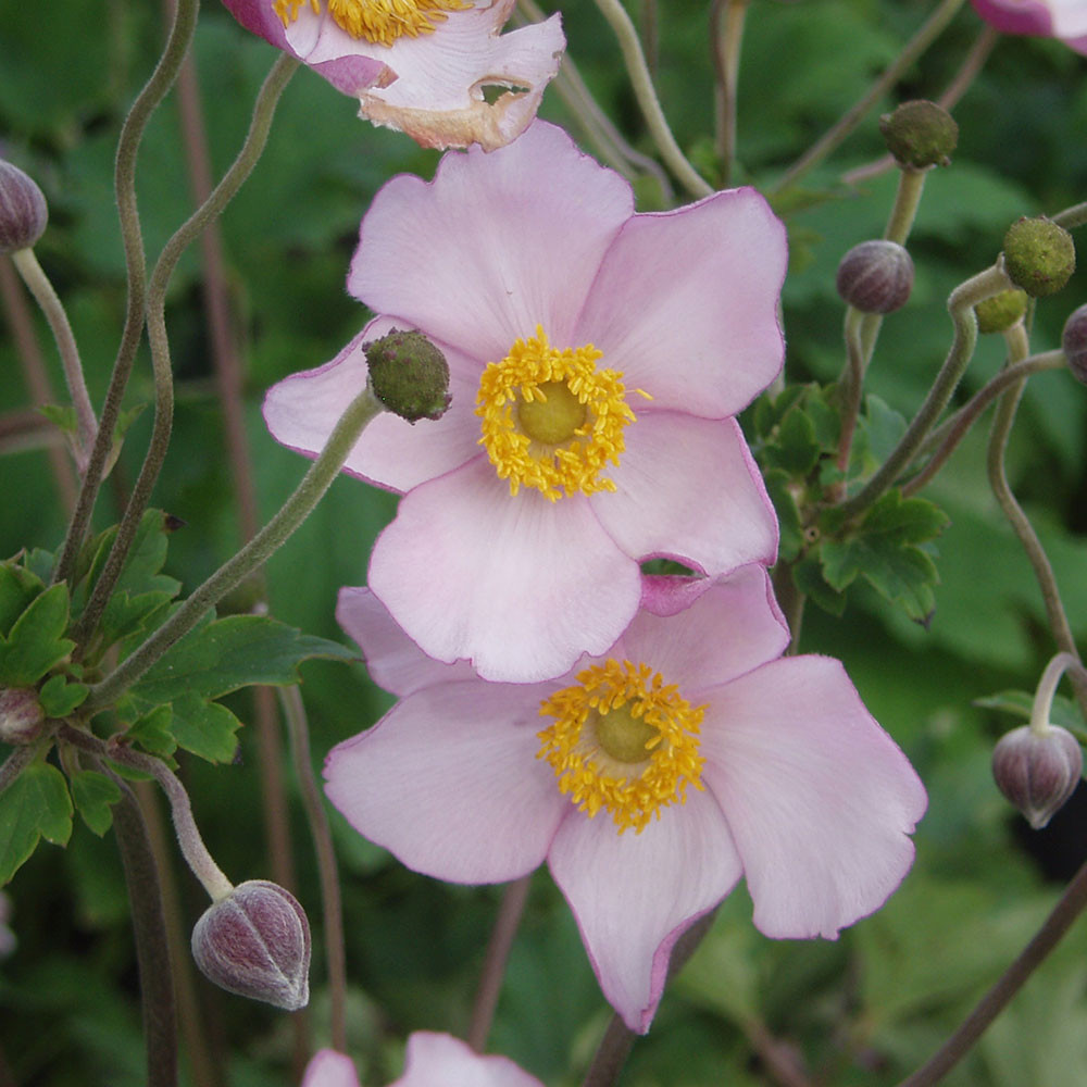 Anemone tomentosa 'Robustissima' - Horsford Gardens and Nursery