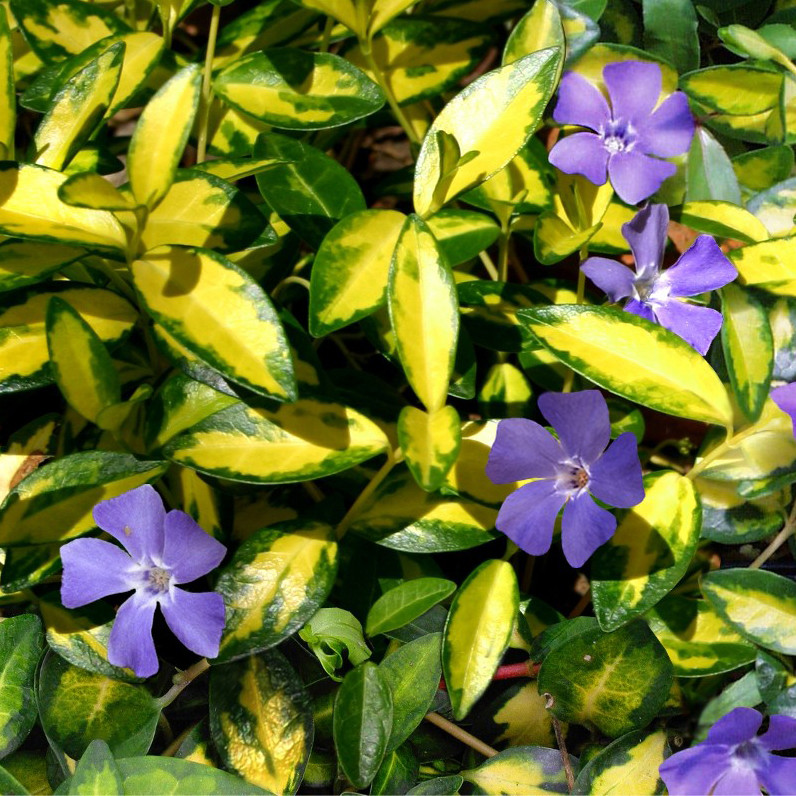 Vinca minor - Horsford Gardens and Nursery