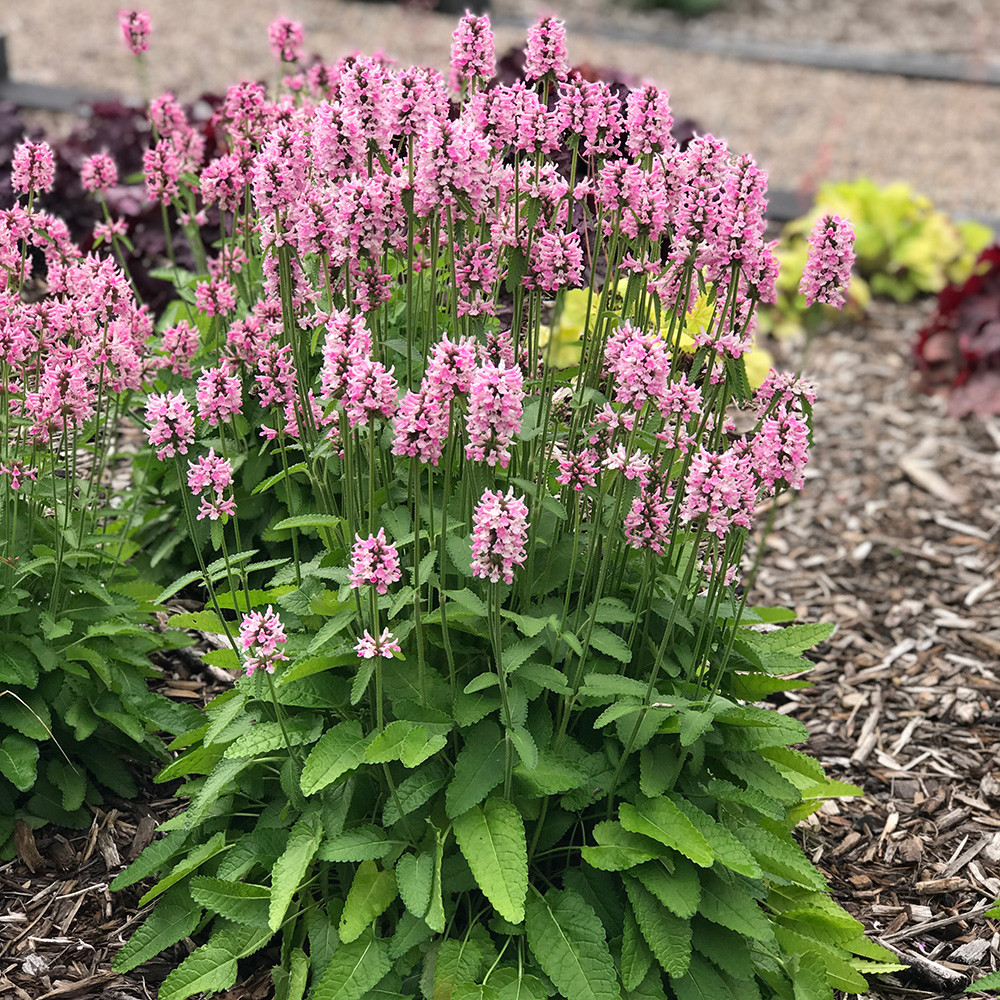 Stachys 'Summer Crush' - Horsford Gardens and Nursery