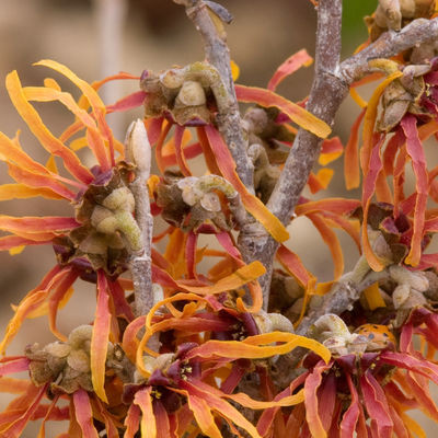 Hamamelis vernalis - Horsford Gardens and Nursery