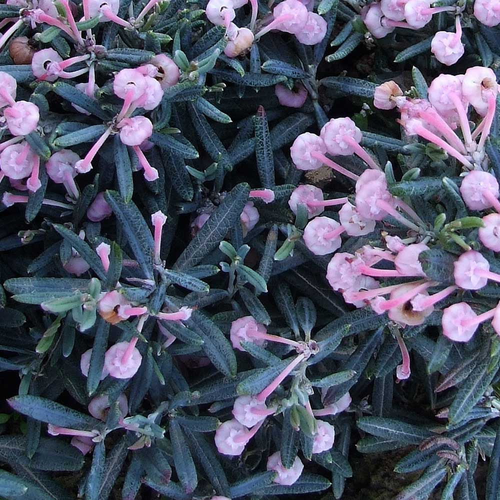 Broadleaf Evergreens