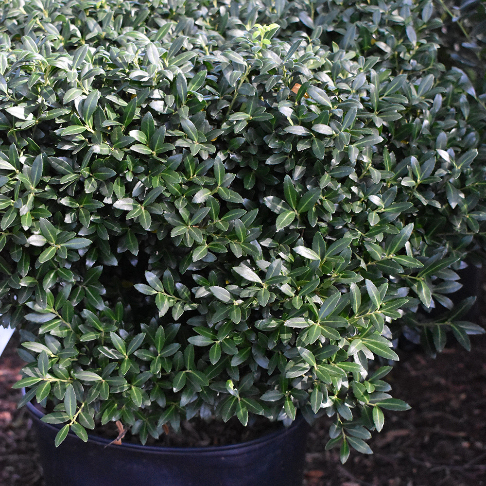 Broadleaf Evergreens